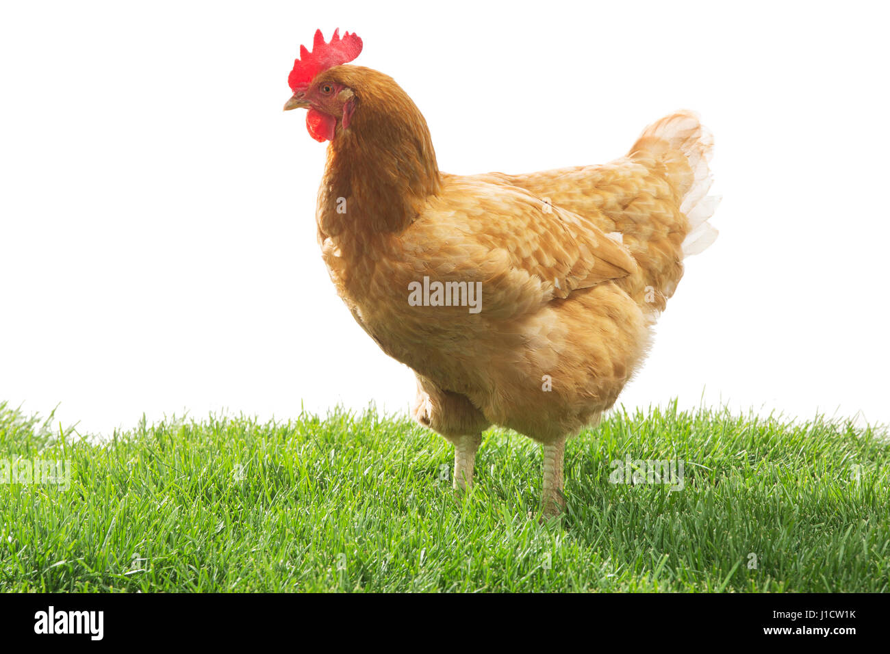 Foraging routine hi-res stock photography and images - Alamy