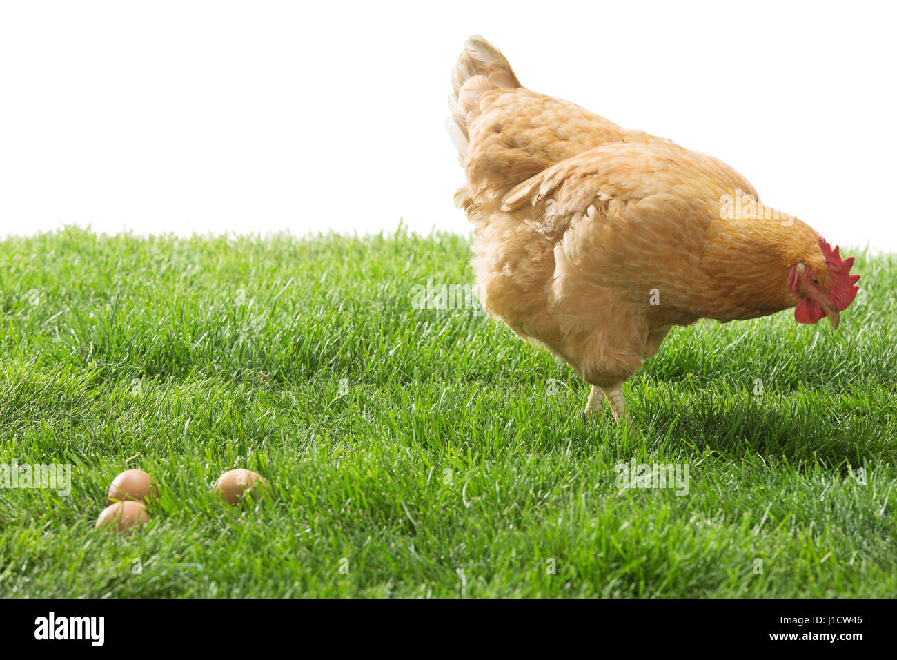 Foraging routine hi-res stock photography and images - Alamy