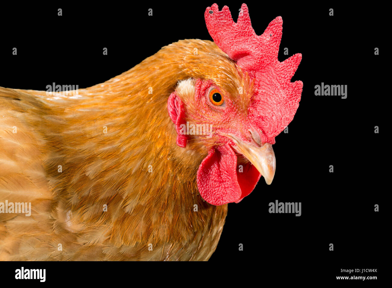 Hen part hi-res stock photography and images - Alamy