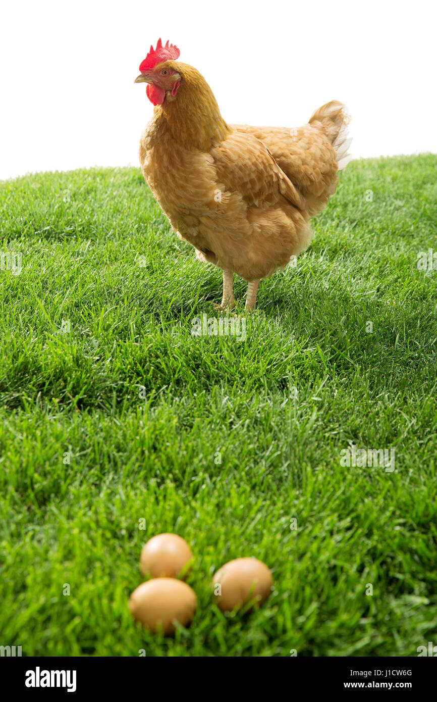 Spawning egg hi-res stock photography and images - Alamy