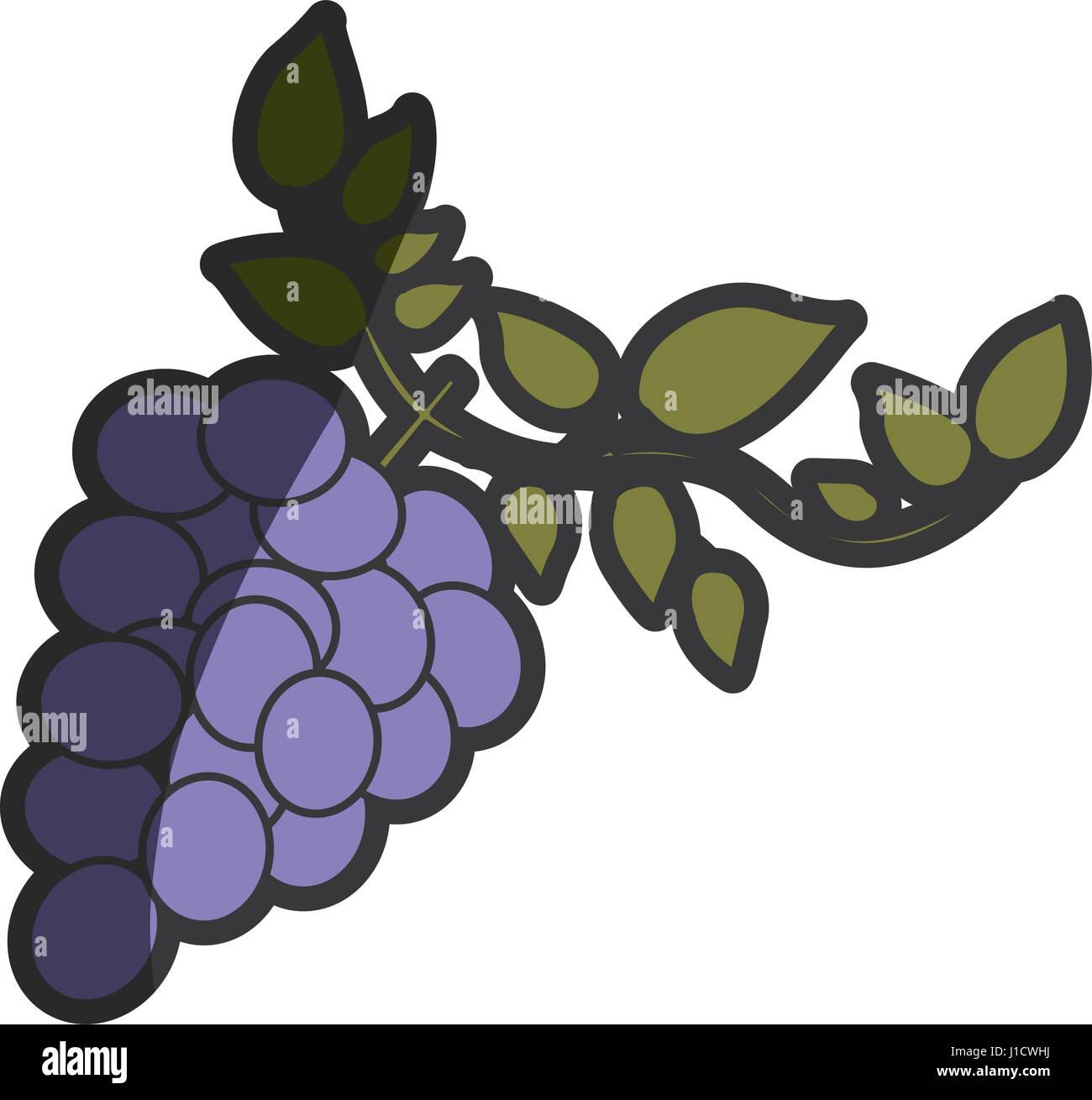 light coloured silhouette of bunch of grapes with branch and leaves ...