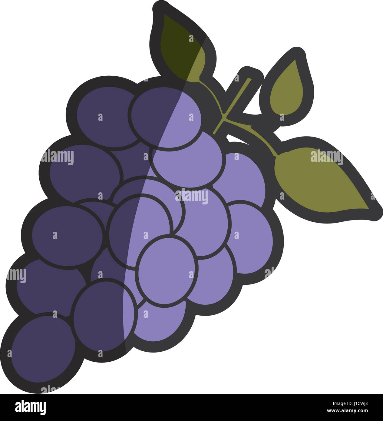 light coloured silhouette of bunch of grapes with half shadow Stock ...