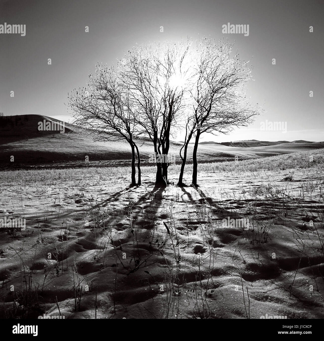 Bashang grassland scenery in Hebei Province,China Stock Photo - Alamy