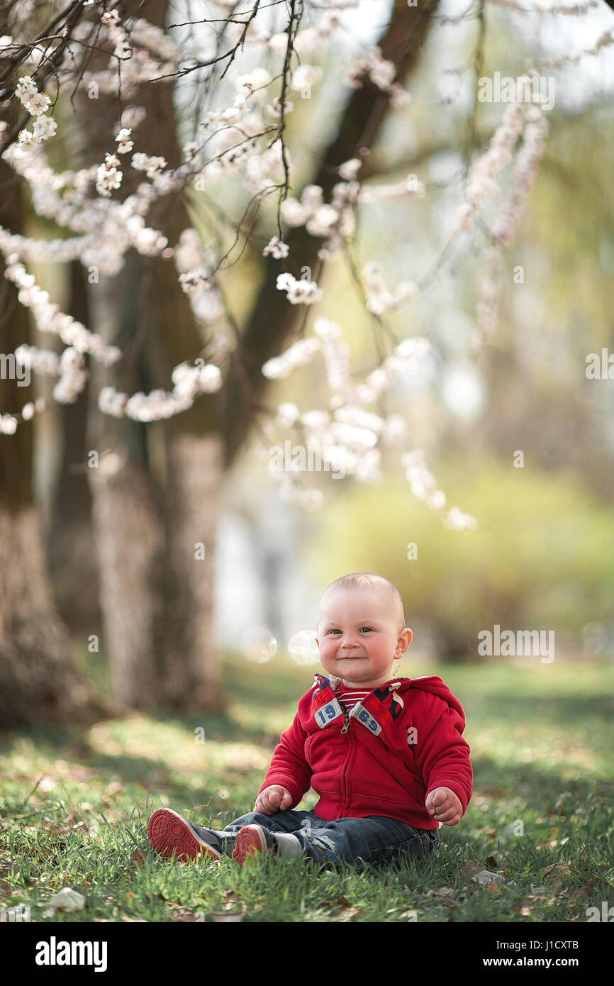Baby in blooming apricot garden. Boy sitting on grass among flowering ...