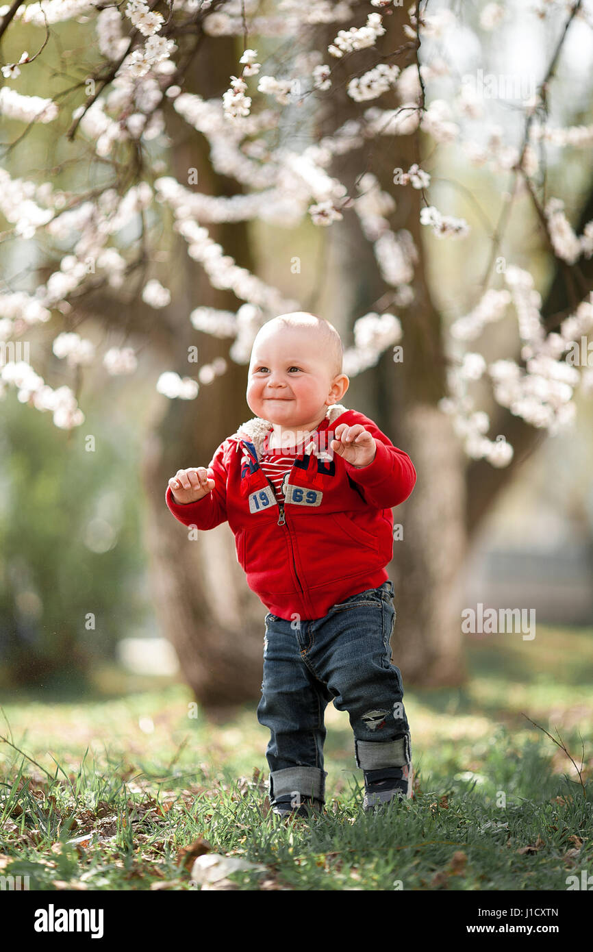Baby on a walk in blooming apricot garden. Boy is walking on grass and ...