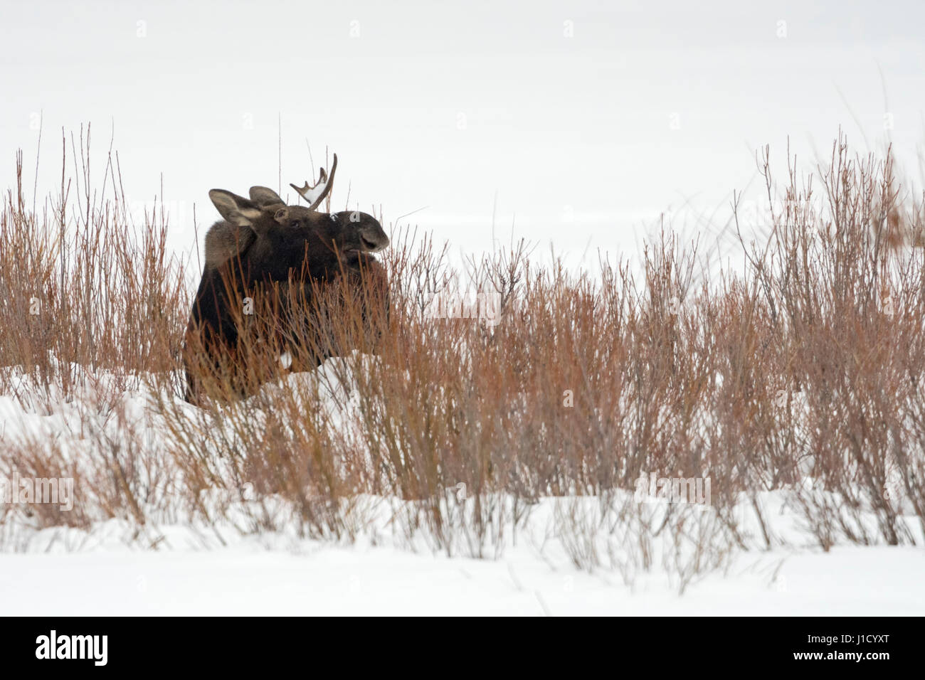 Bull moose foraging on hi-res stock photography and images - Alamy