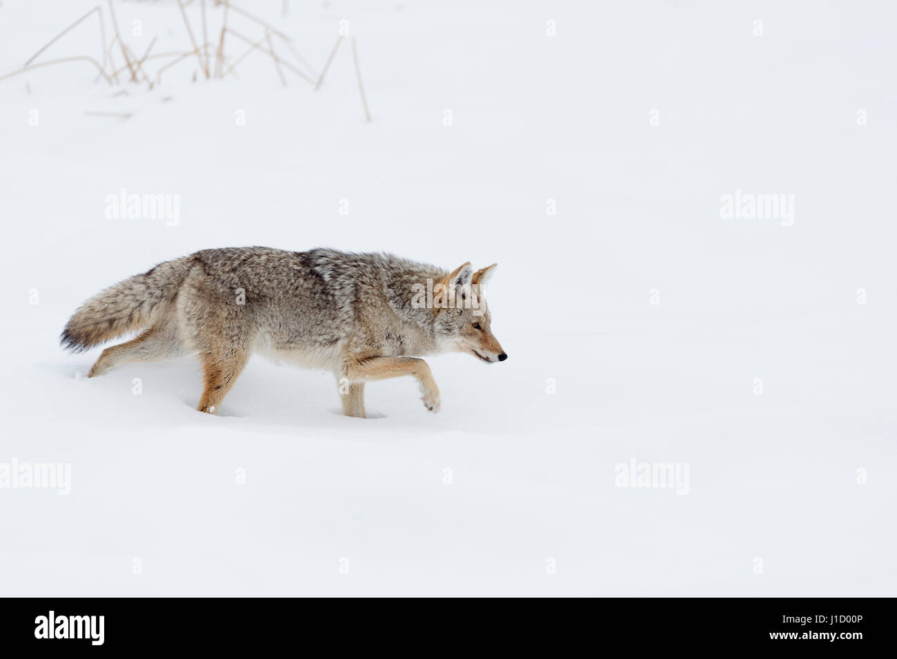 Coyote / Kojote ( Canis latrans ) in winter, walking through deep snow ...