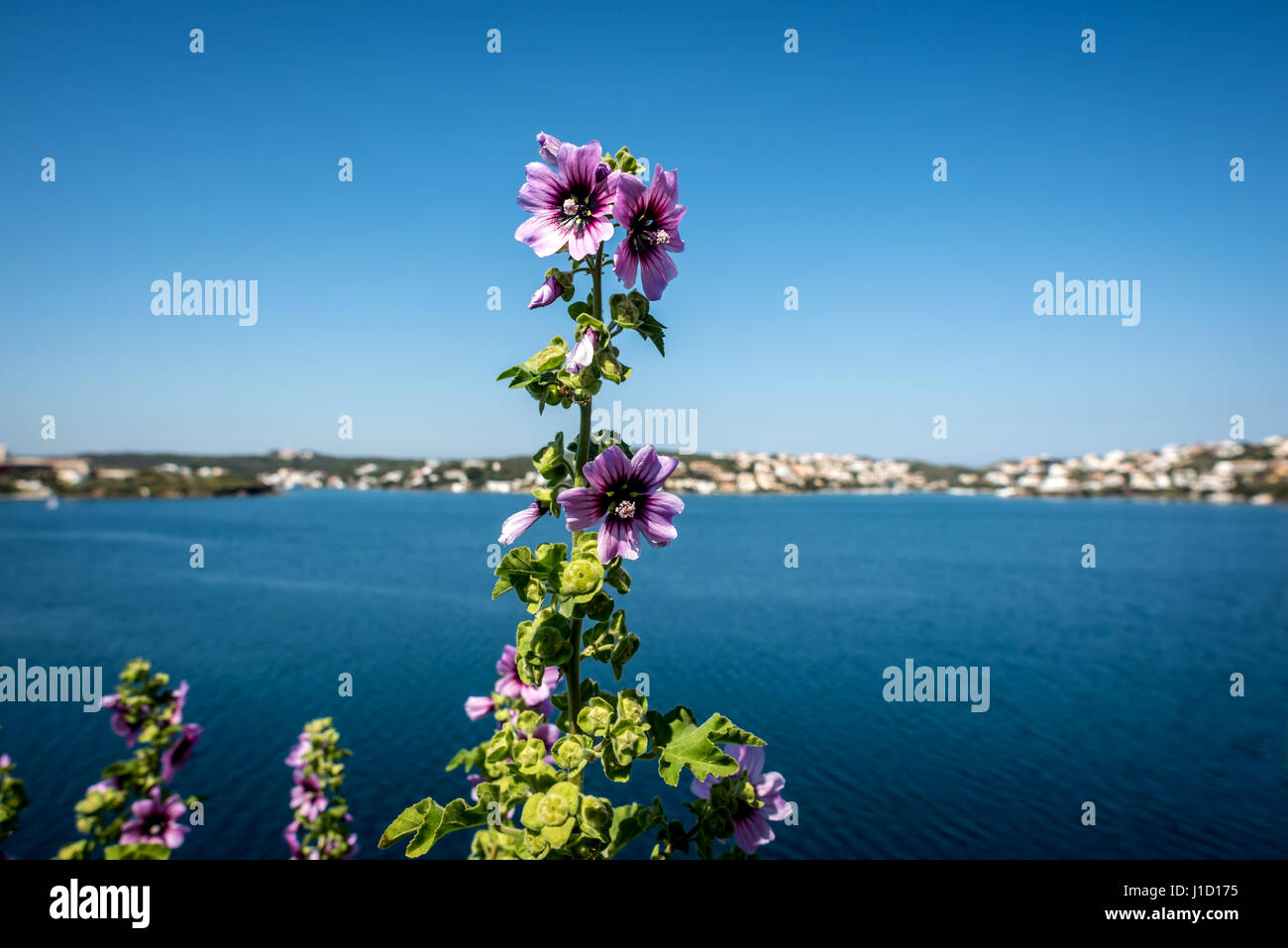 Flower over the Port of Mahon, Menorca Stock Photo - Alamy