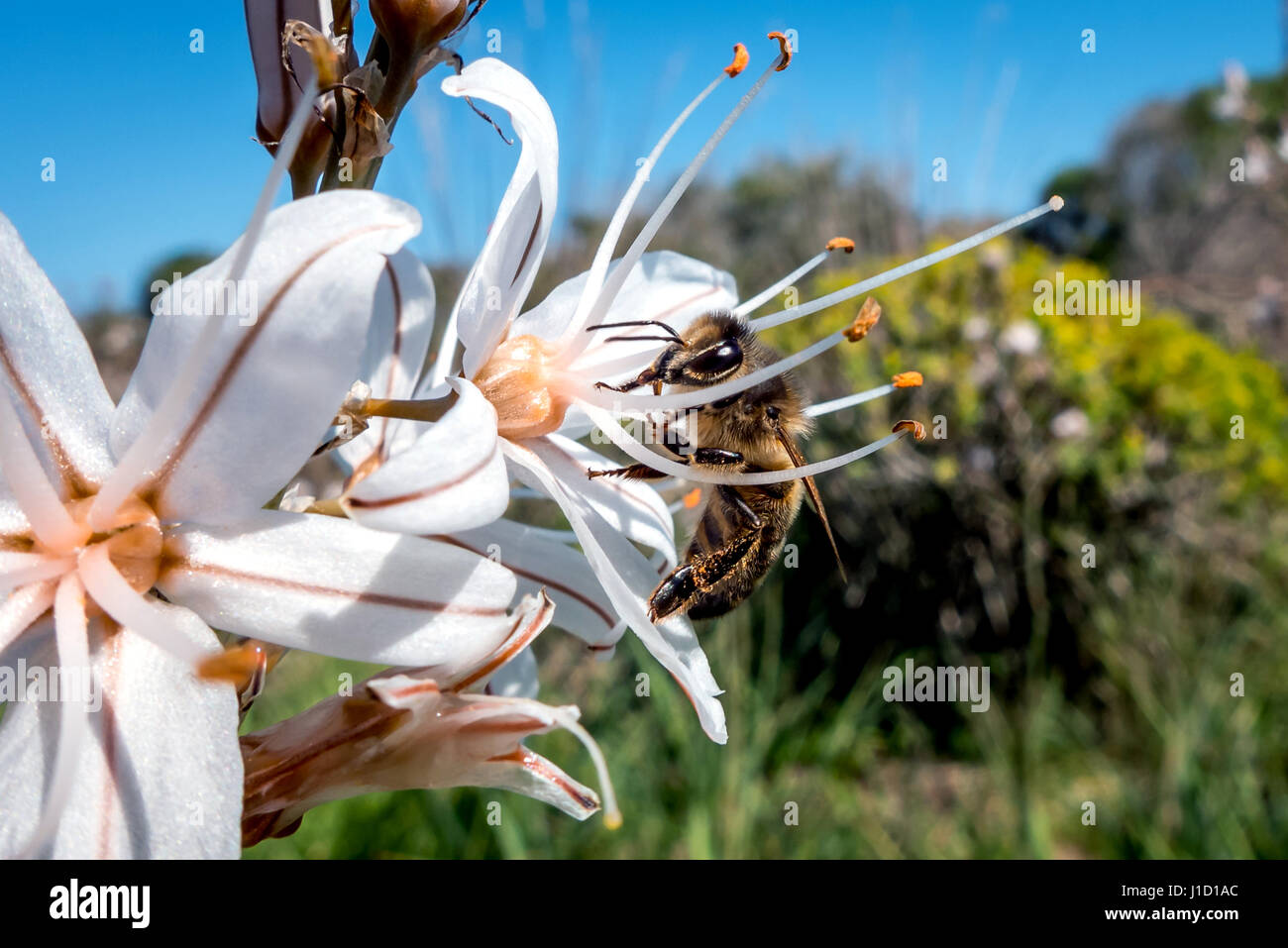 A bee gathering pollen from a flower on the island of Menorca Stock ...