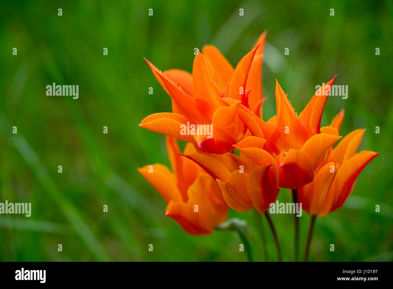 Tulip with grass background hi-res stock photography and images - Alamy