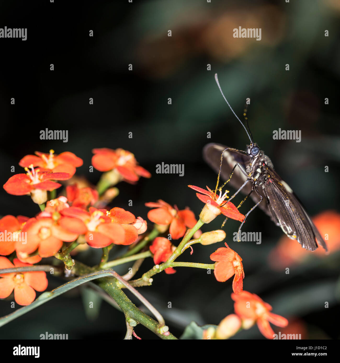 A tropical butterfly from the Heliconius-family is covered with pollen ...