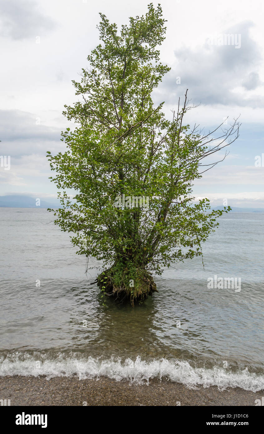 Single tree in water hi-res stock photography and images - Alamy