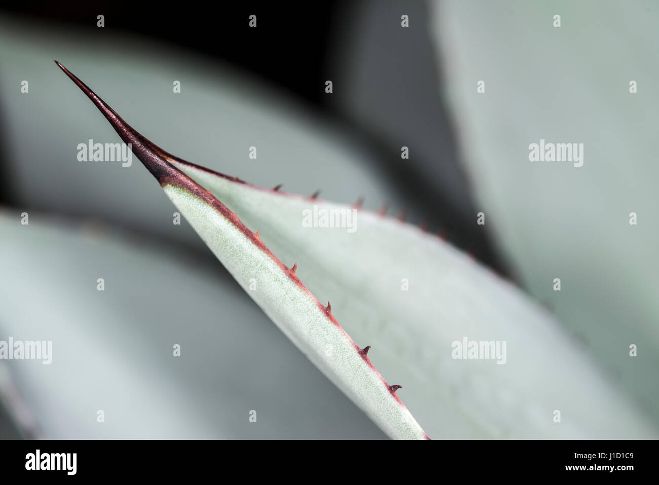 The spike of a mescal agave (Agave parryi) is typicaly dark tan, brown ...