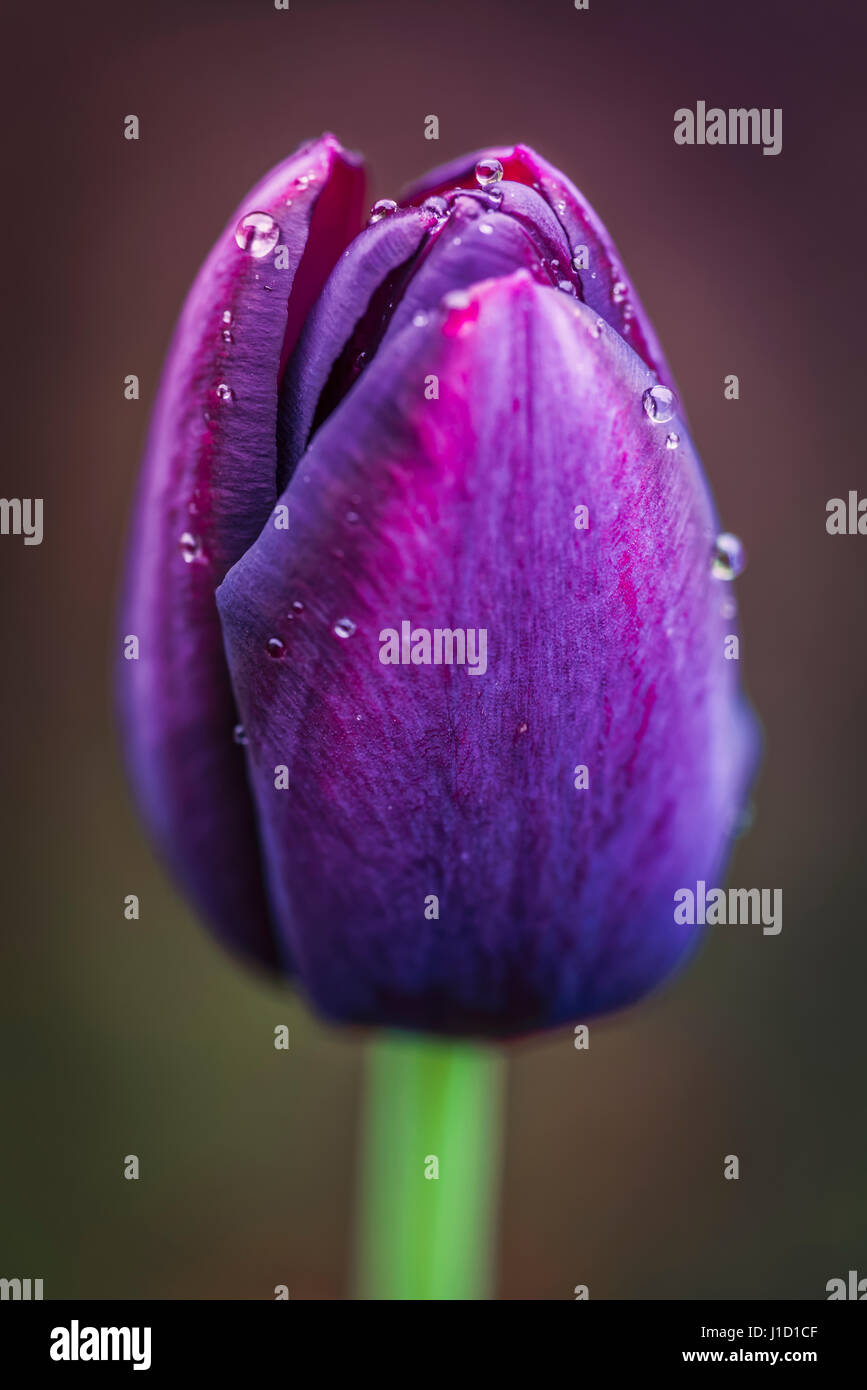 Tulip beauty queen hi-res stock photography and images - Alamy