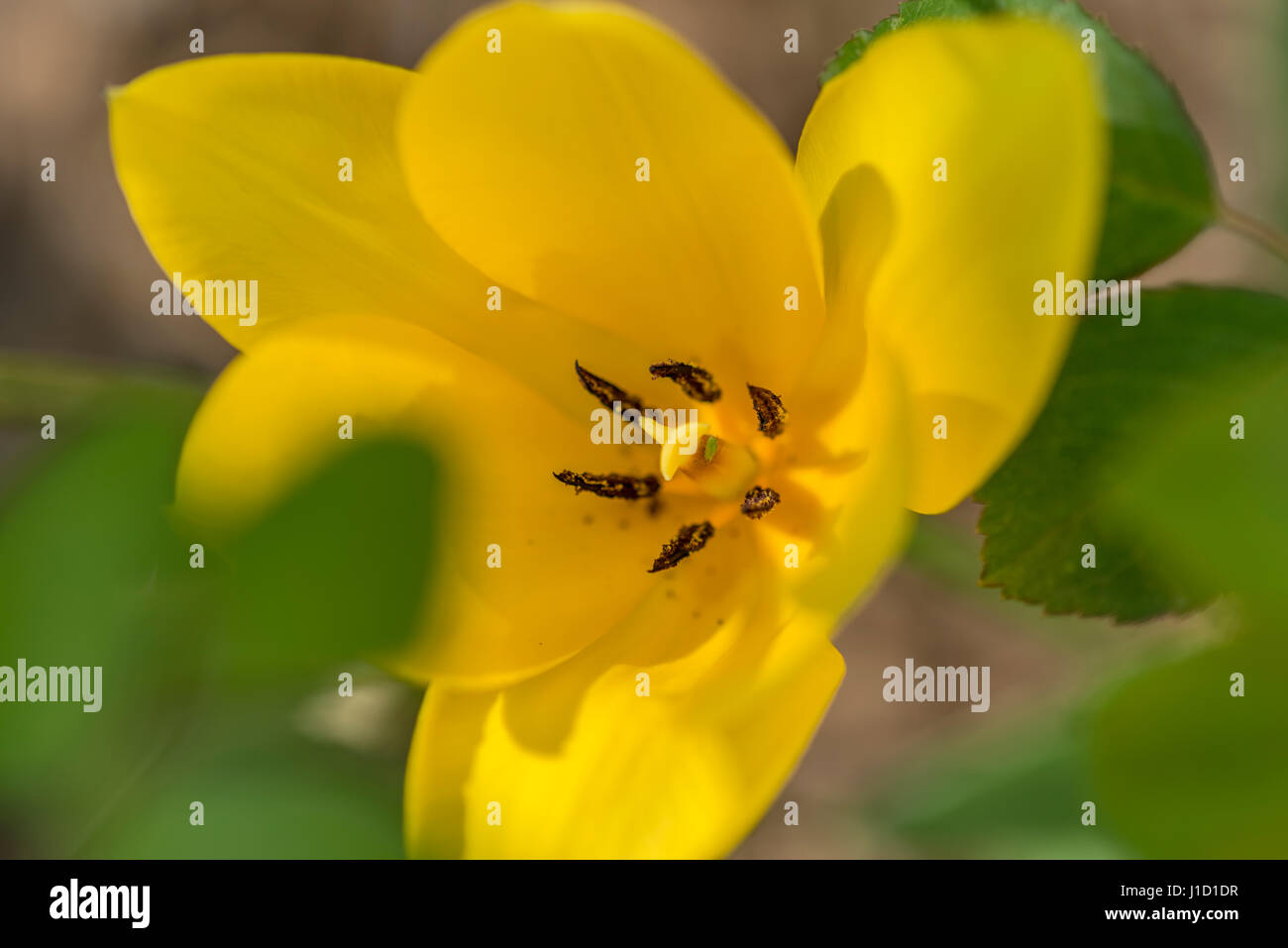 Psylloidea hi-res stock photography and images - Alamy