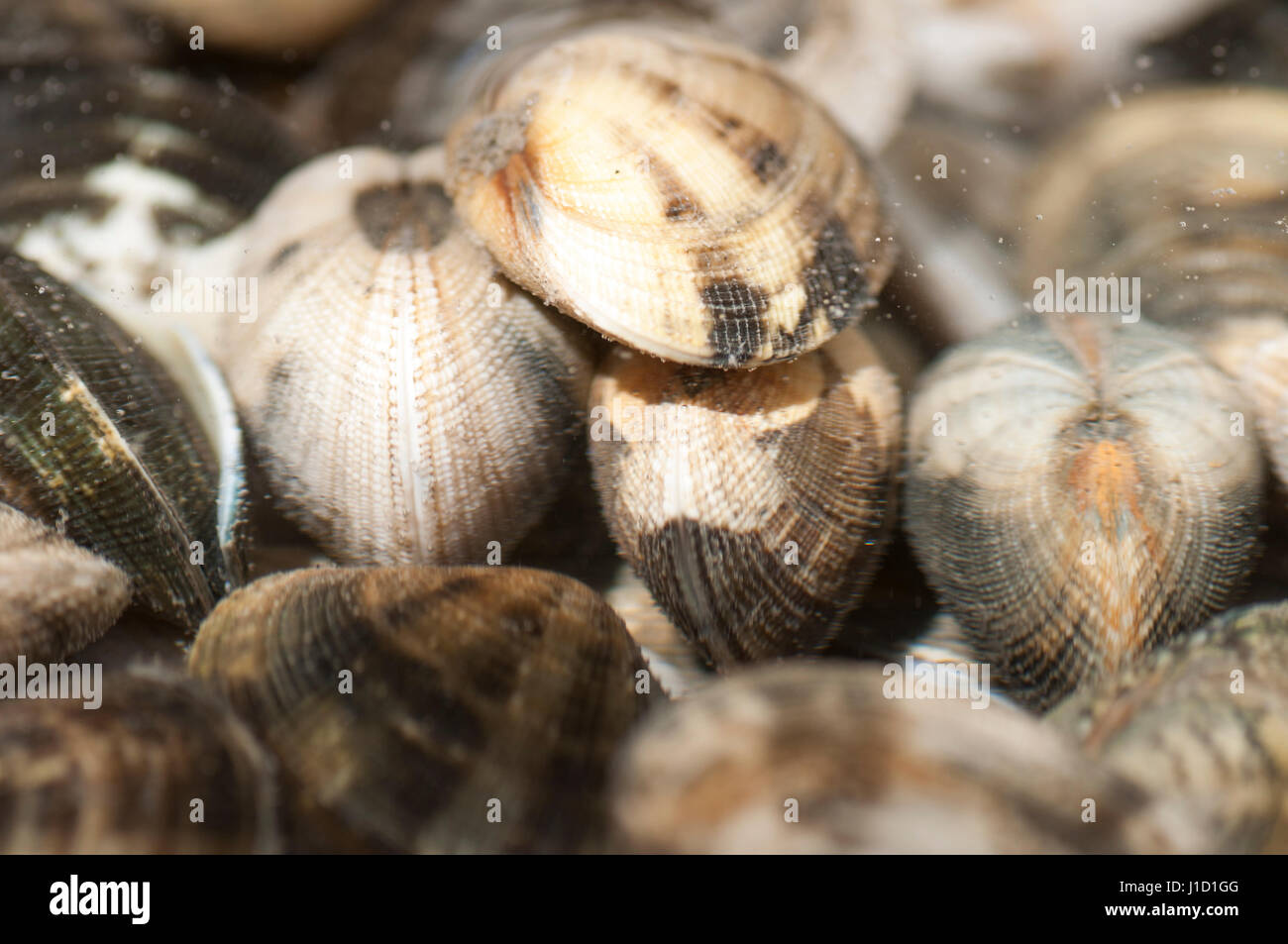 Clams underwater hi-res stock photography and images - Alamy