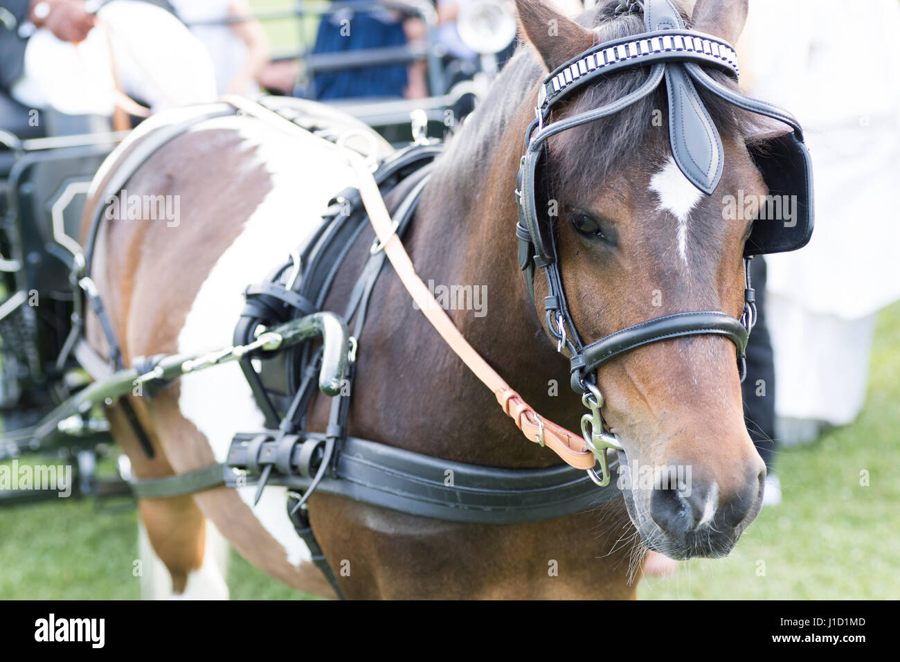 carriage with coachman Stock Photo - Alamy