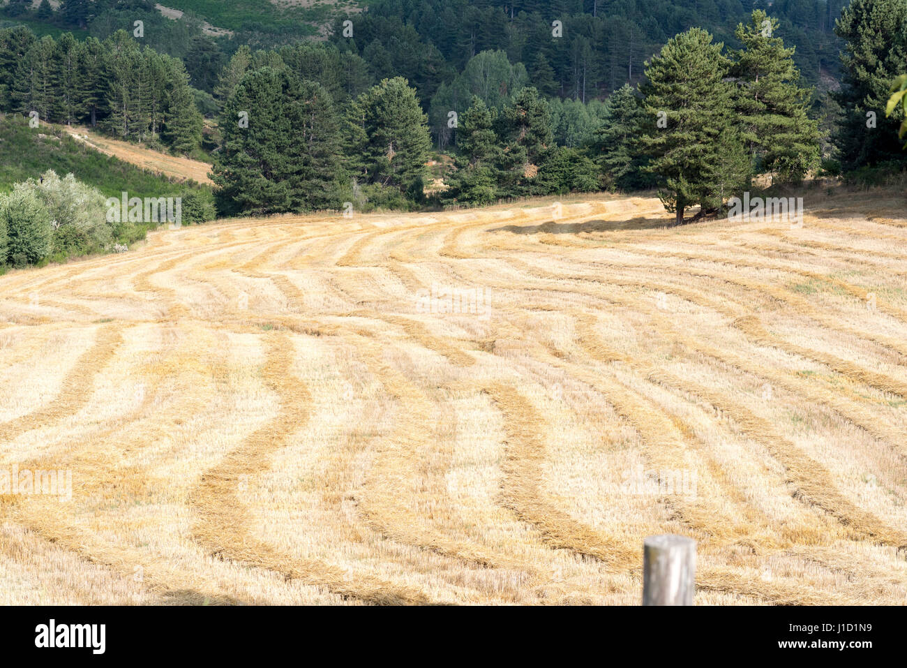 Panorama in the country. Cut hay in a field Stock Photo - Alamy