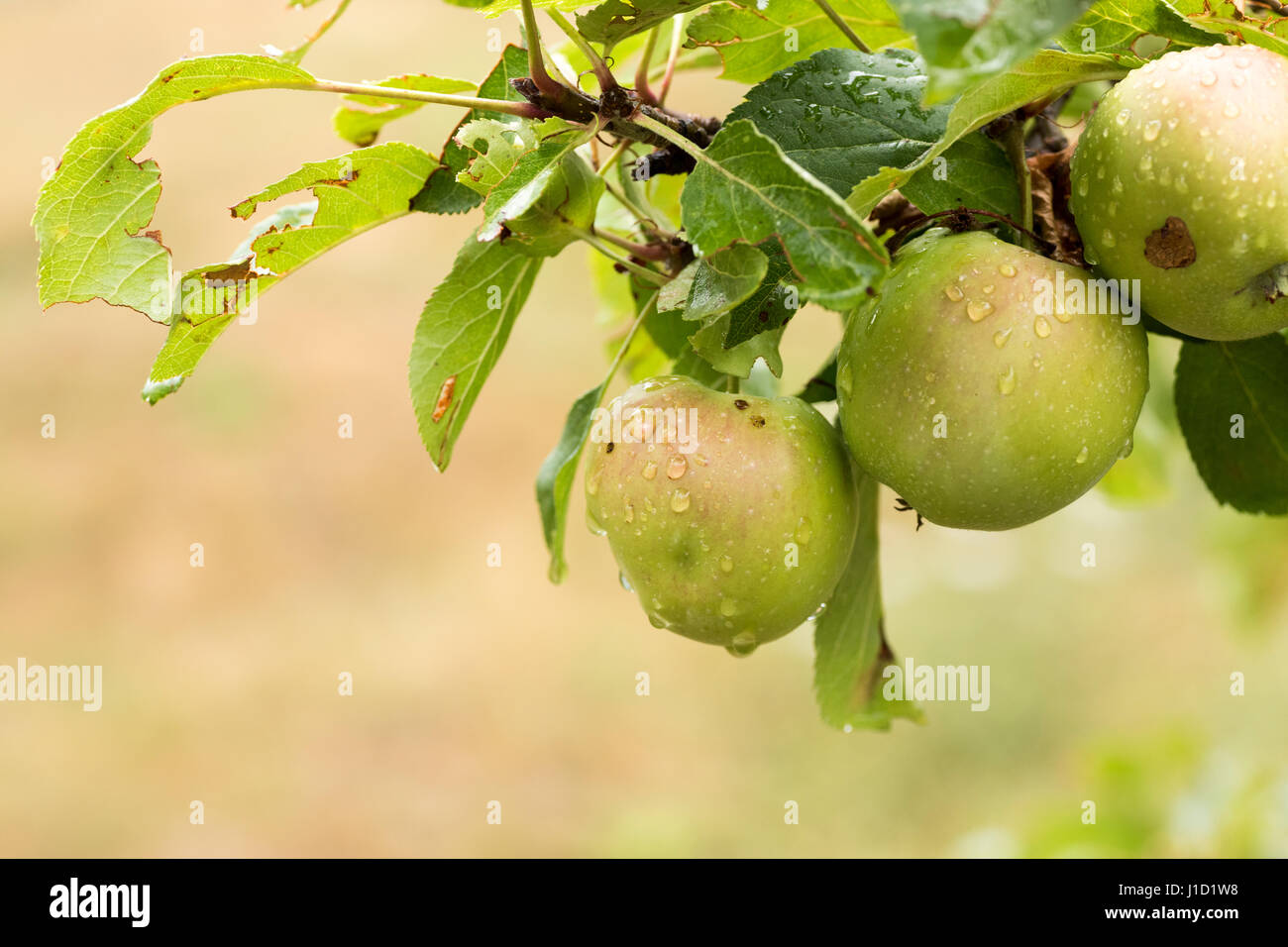 Fresh Apple On Tree Branch Stock Photo - Alamy