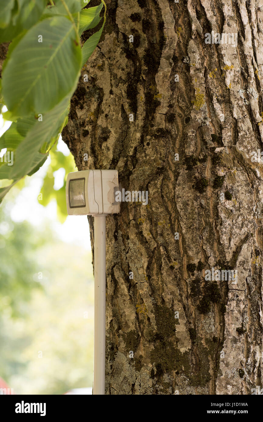 tree with electrical outlet Stock Photo - Alamy