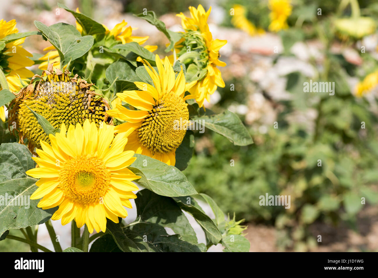 first floor of sunflowers during a hot day Stock Photo - Alamy