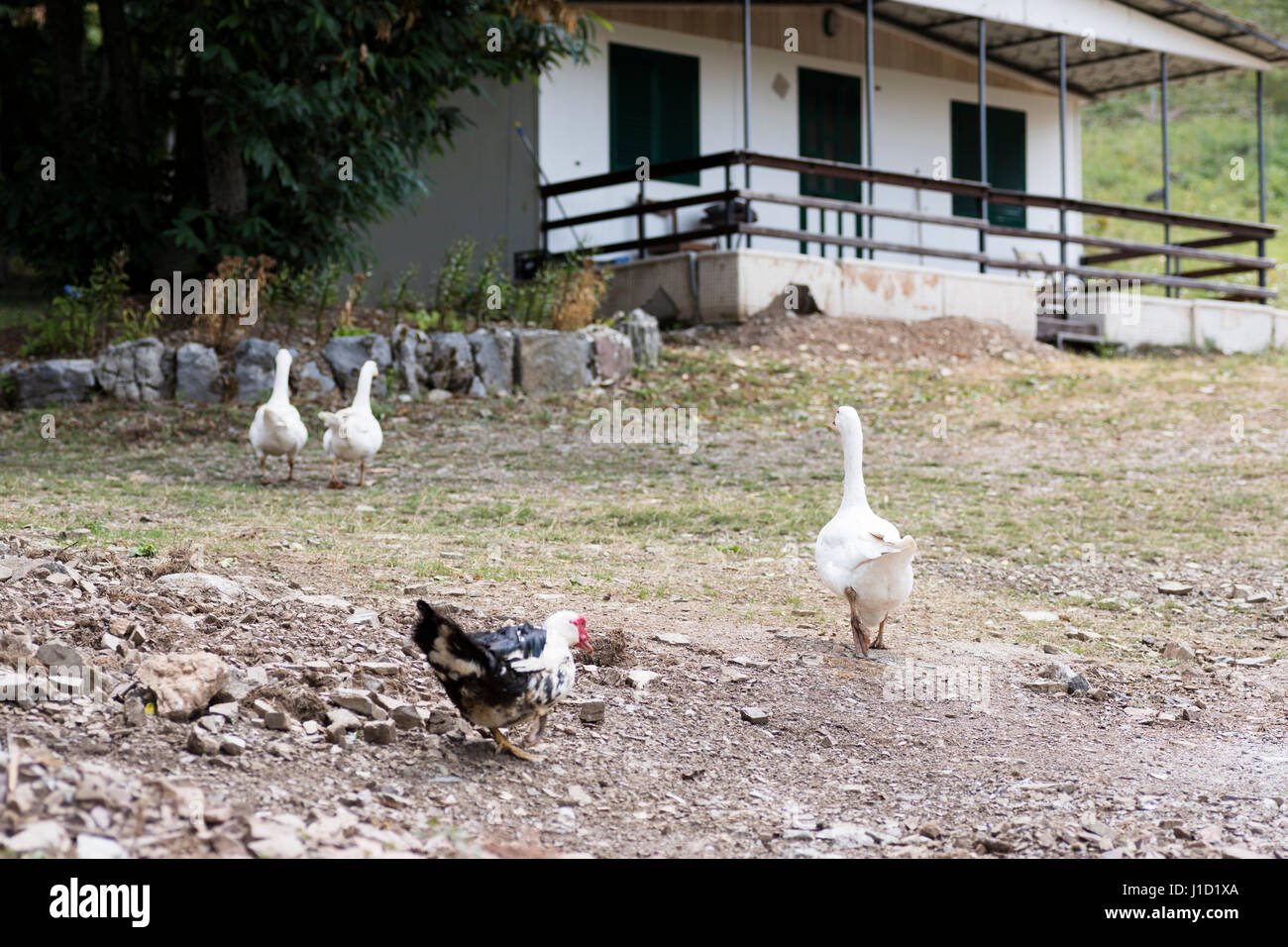 rooster and hens in a backyard Stock Photo - Alamy