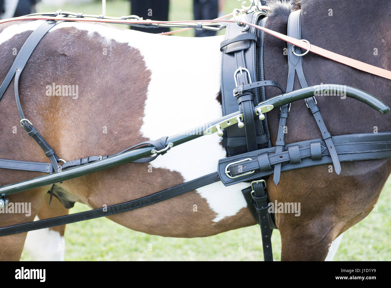 carriage with coachman Stock Photo - Alamy