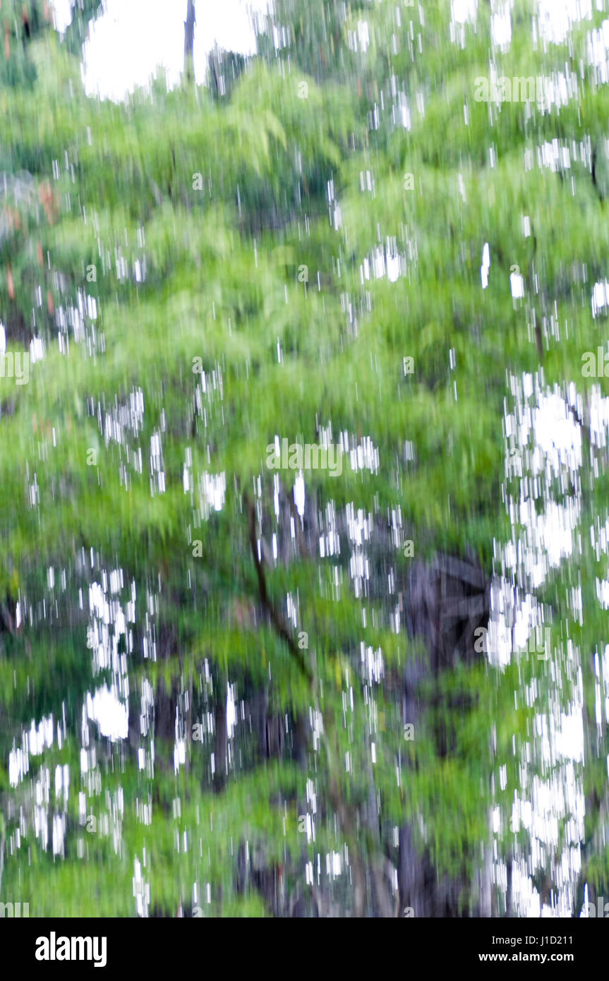 trees in motion. Artistic blur effect Stock Photo - Alamy