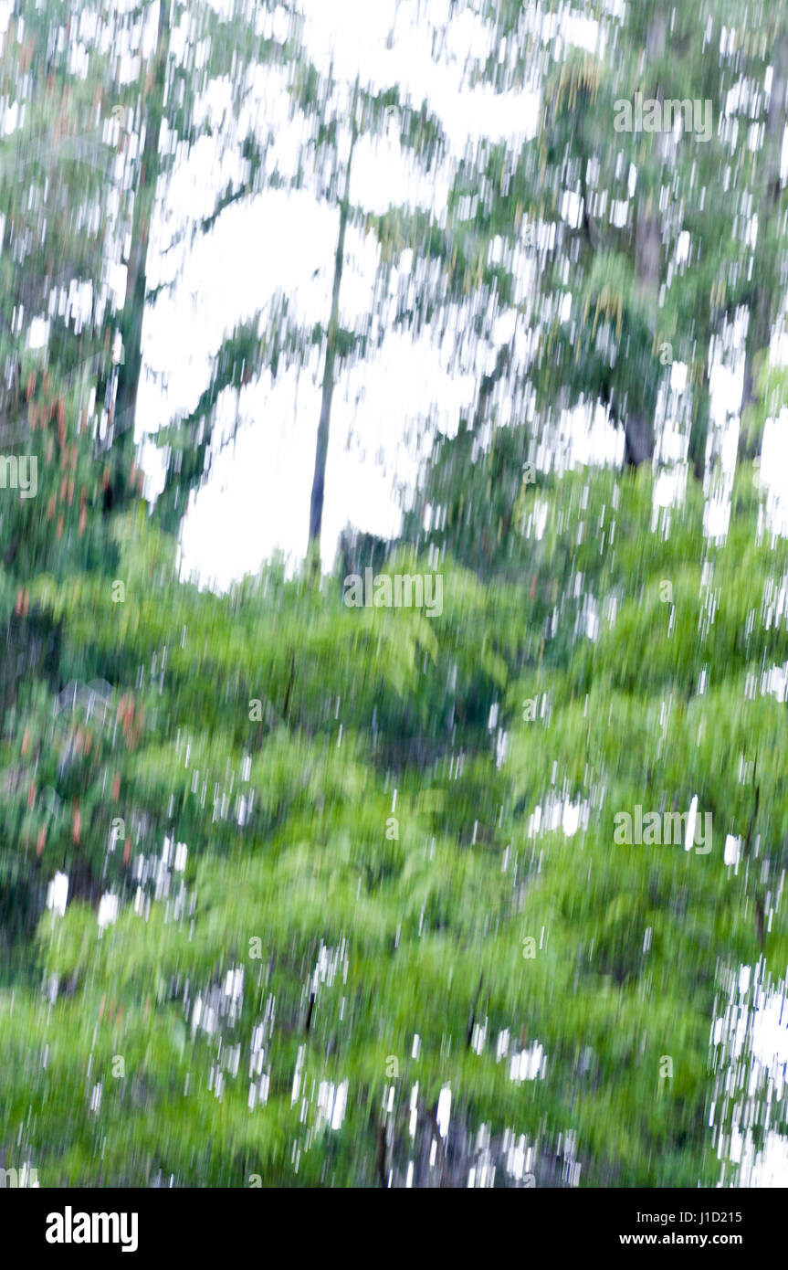 trees in motion. Artistic blur effect Stock Photo - Alamy