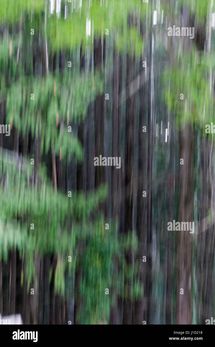 trees in motion. Artistic blur effect Stock Photo - Alamy