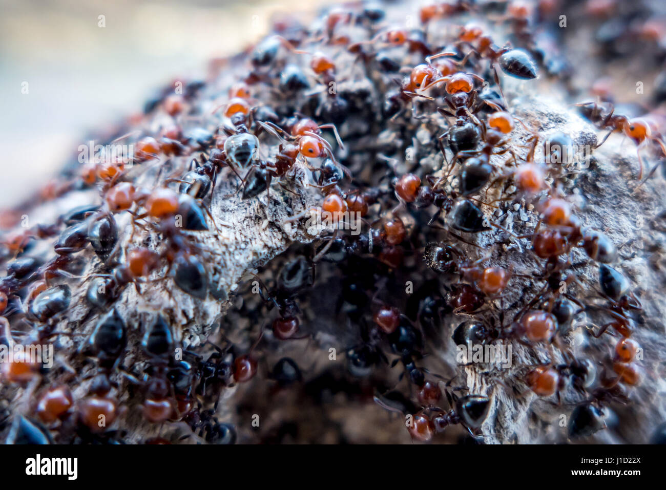 Ants on the beach at Cala de sa Torreta, Menorca Stock Photo - Alamy