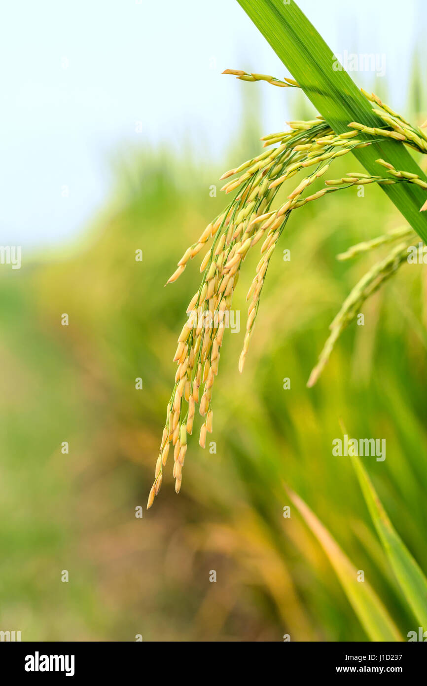 Ear of rice Stock Photo - Alamy