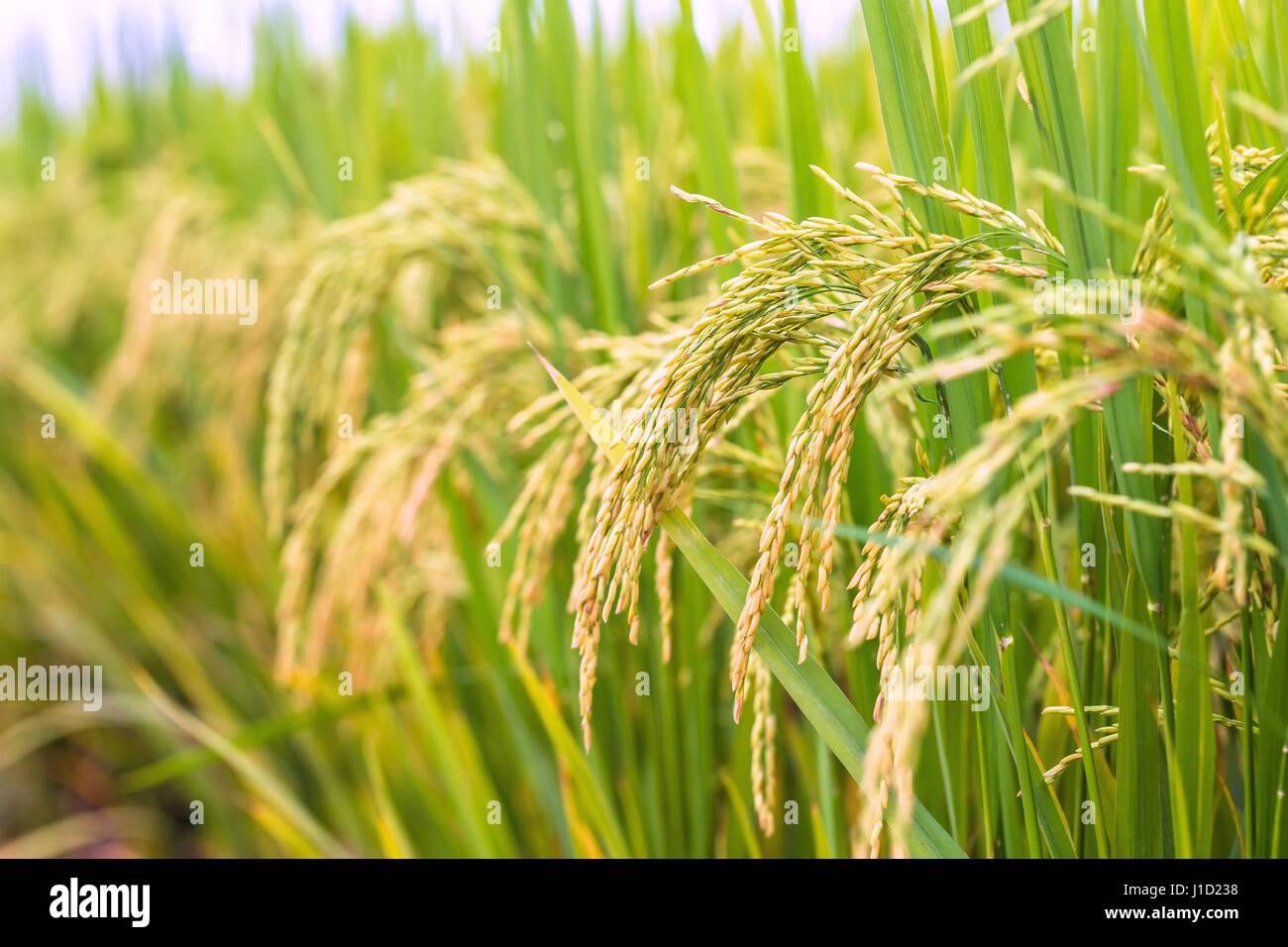 Ear of rice Stock Photo - Alamy
