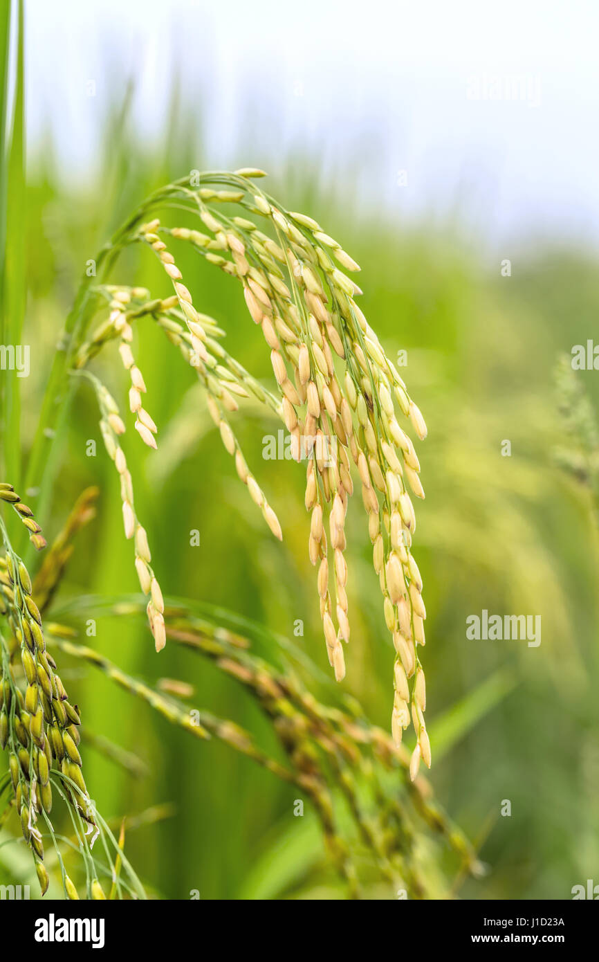 Ear of rice Stock Photo - Alamy