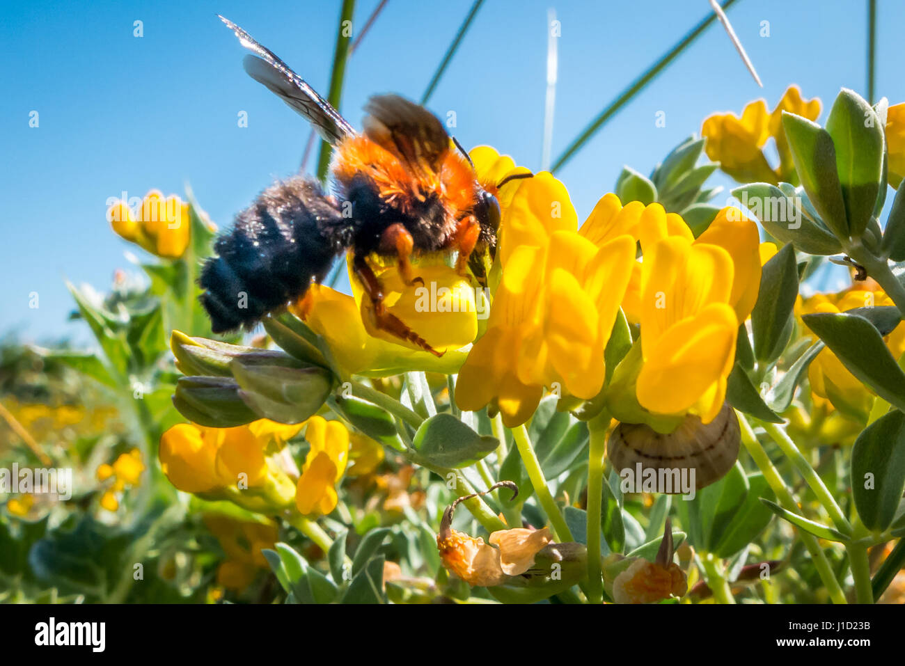 A hornet gathering pollen from flowers on the beach at Cala de sa ...