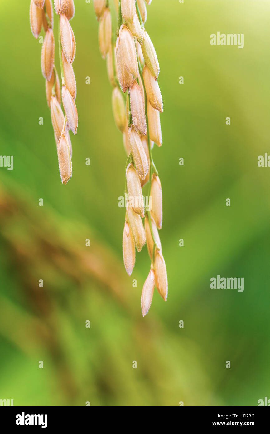 Ear of rice Stock Photo - Alamy