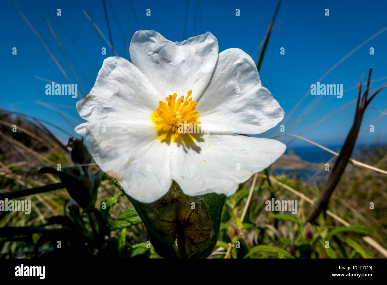 Pretty flower spotted on Cami de Cavalls coastal path in Menorca Stock ...