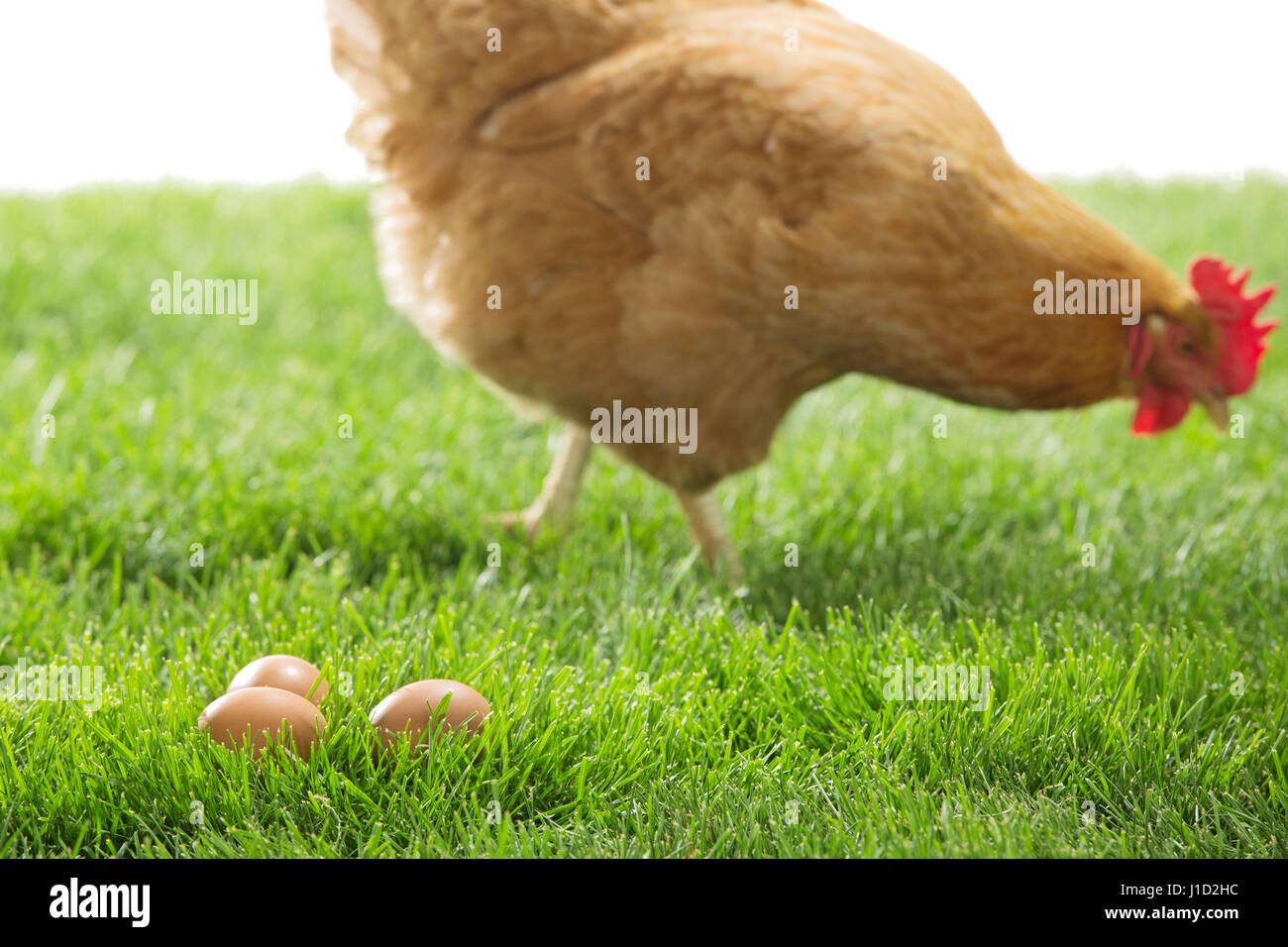 China hen hi-res stock photography and images - Alamy