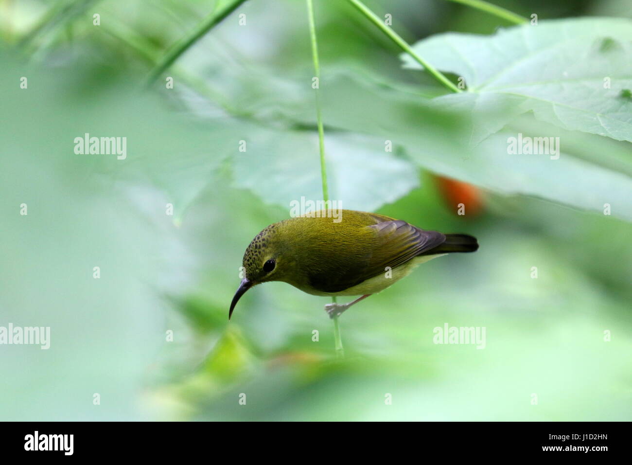 sunbird in Hong Kong Stock Photo - Alamy