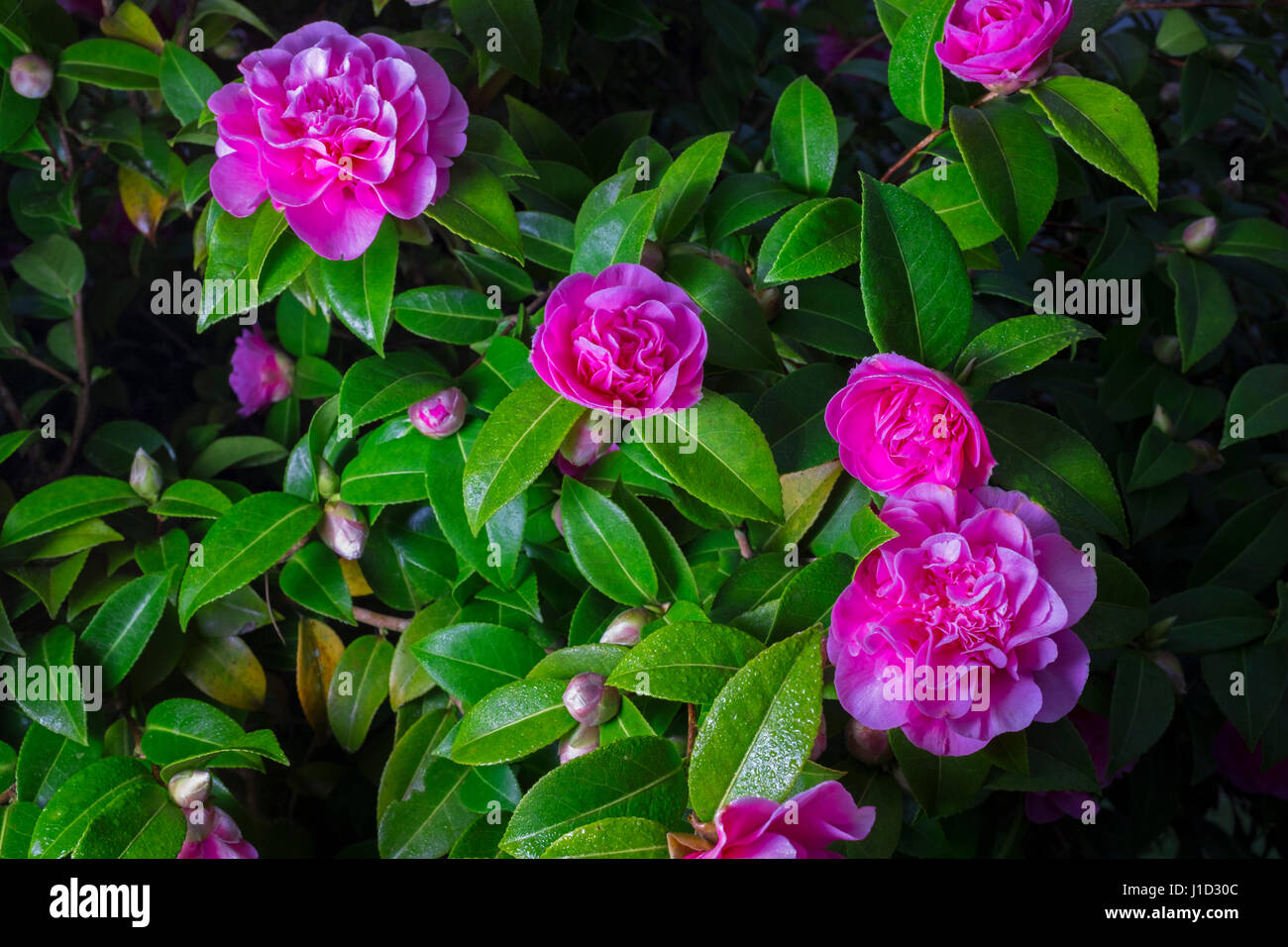 Pink Camellia flower Stock Photo - Alamy
