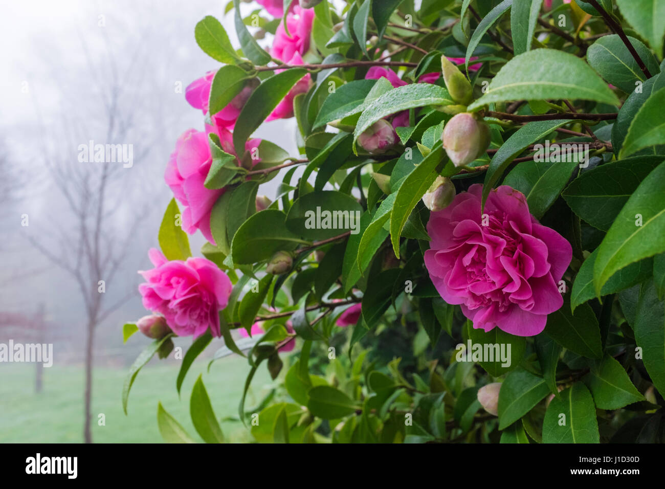 Pink Camellia flower Stock Photo - Alamy