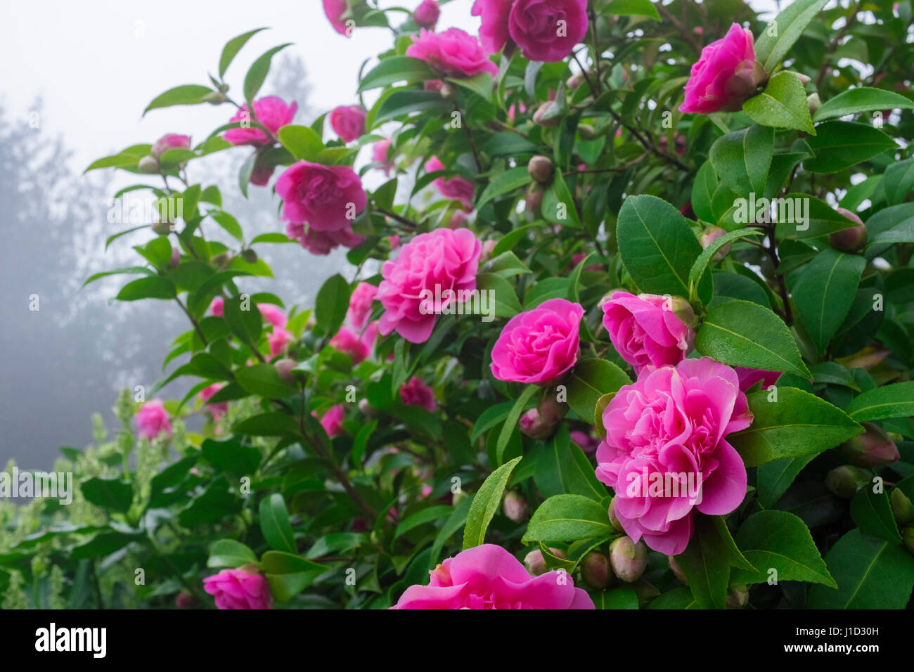 Pink Camellia flower Stock Photo - Alamy