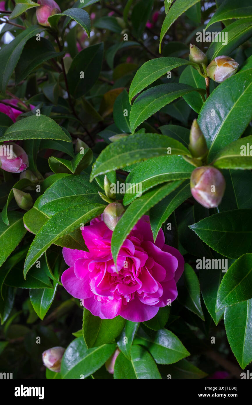 Pink Camellia flower Stock Photo - Alamy