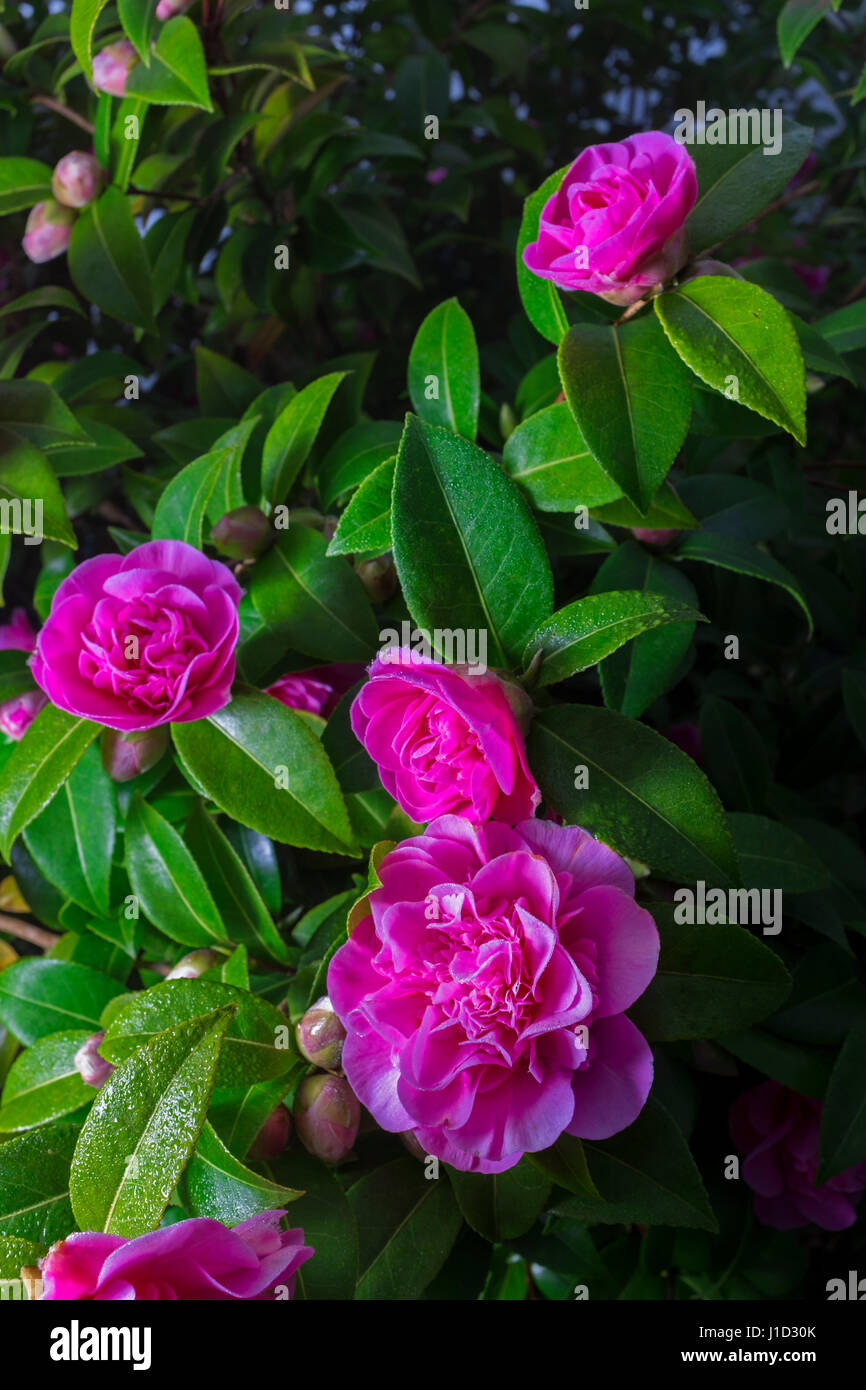 Pink Camellia flower Stock Photo - Alamy