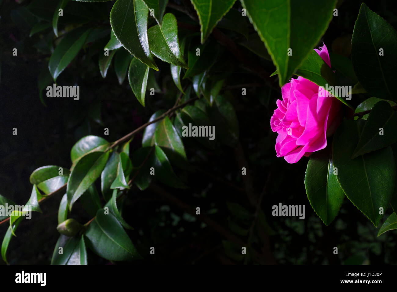 Pink Camellia flower Stock Photo - Alamy