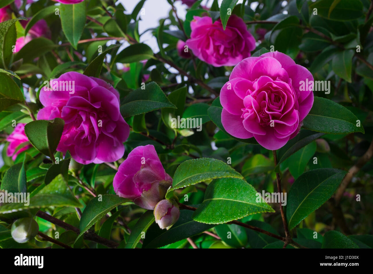 Pink Camellia flower Stock Photo - Alamy