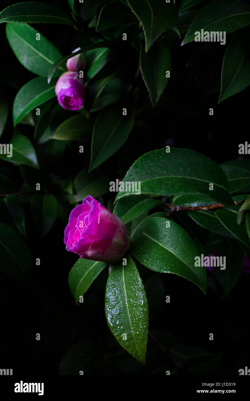 Pink Camellia flower Stock Photo - Alamy