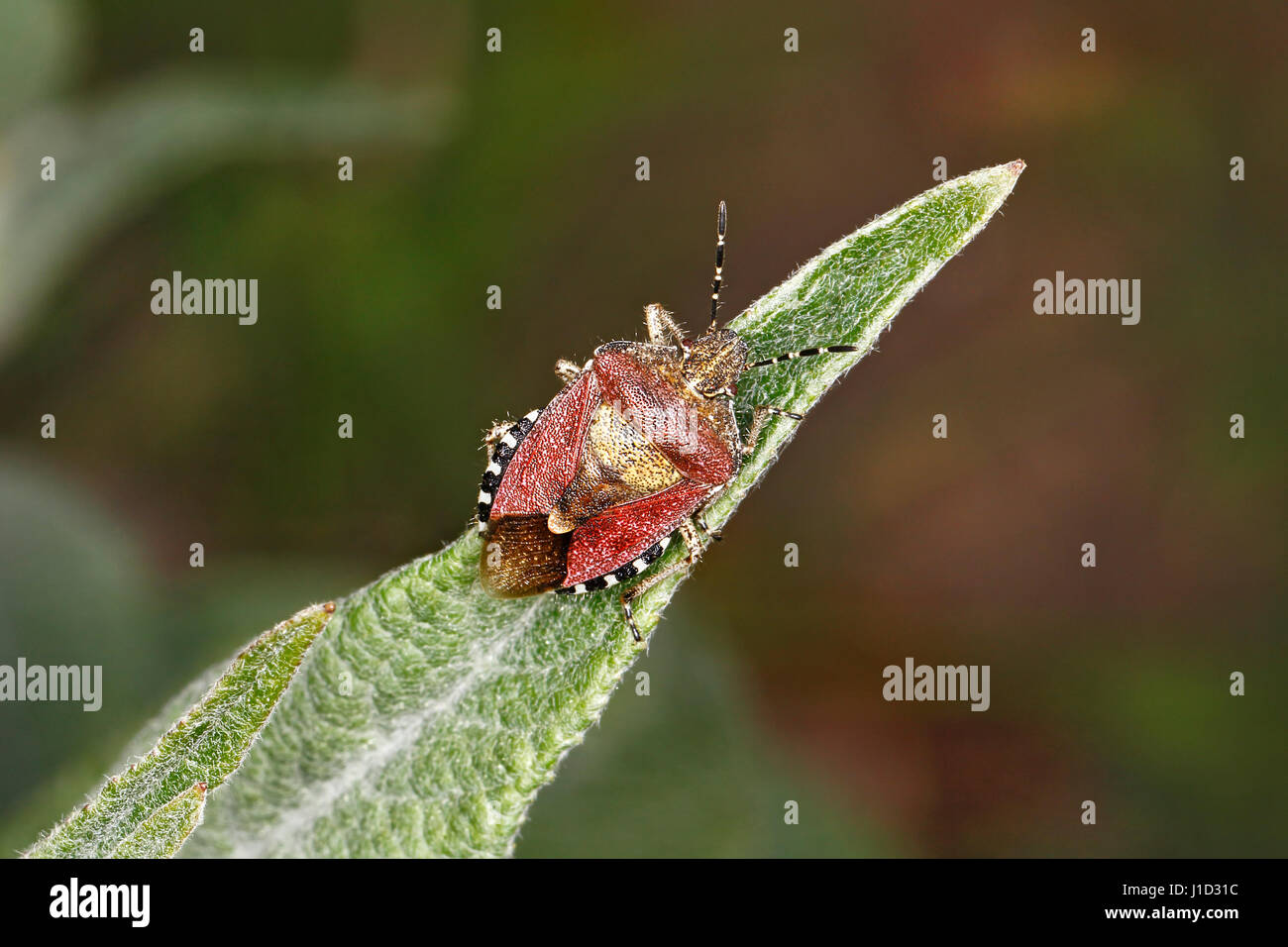 Hairy Shieldbug (Dolycoris baccarum) on Buddleja leaf in garden ...