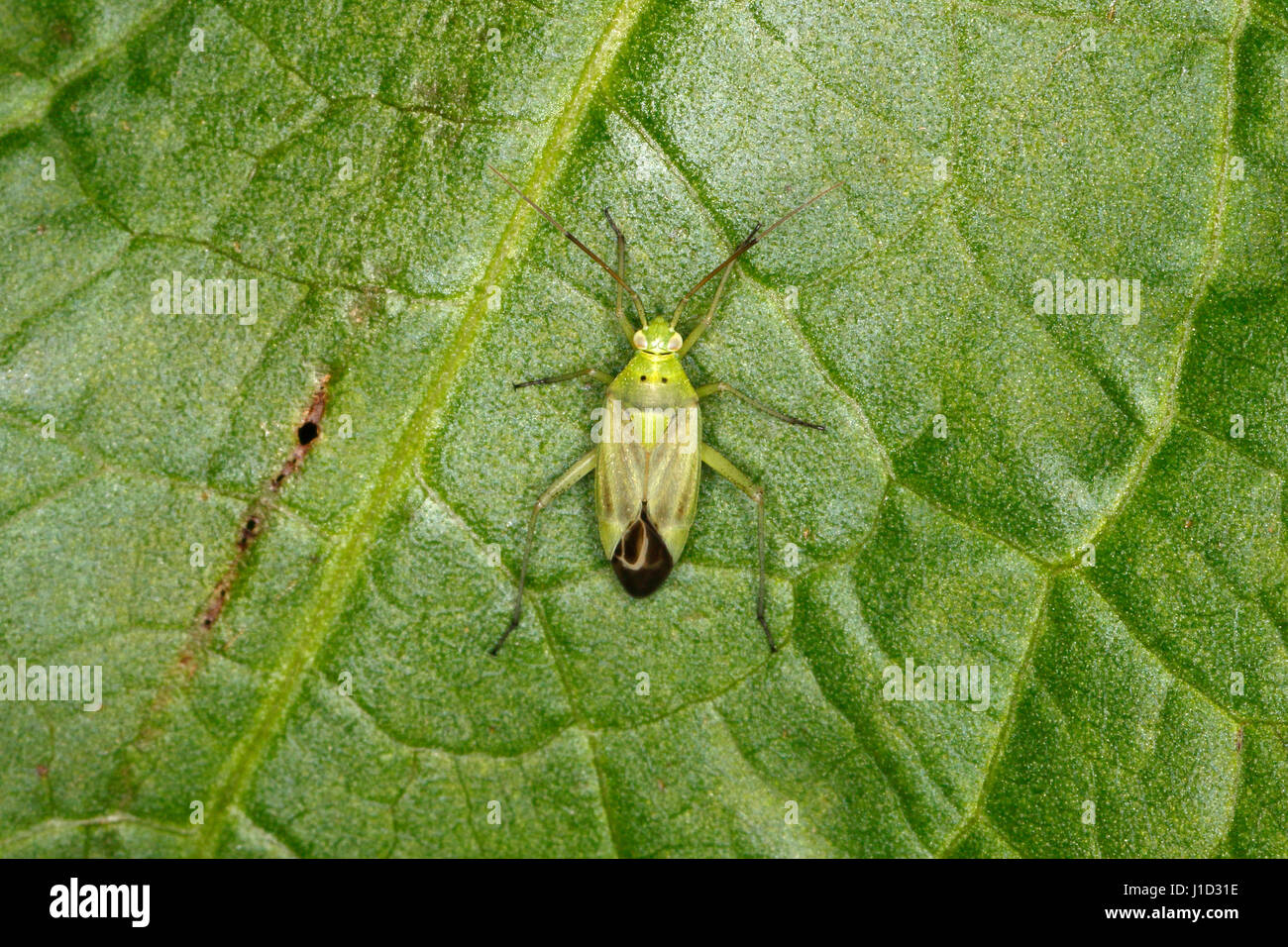 Common Green Capsid Bug (Lygocoris pabulinus) on leaf at edge of ... Common Green Capsid Bug (Lygocoris pabulinus) on leaf at edge of ...