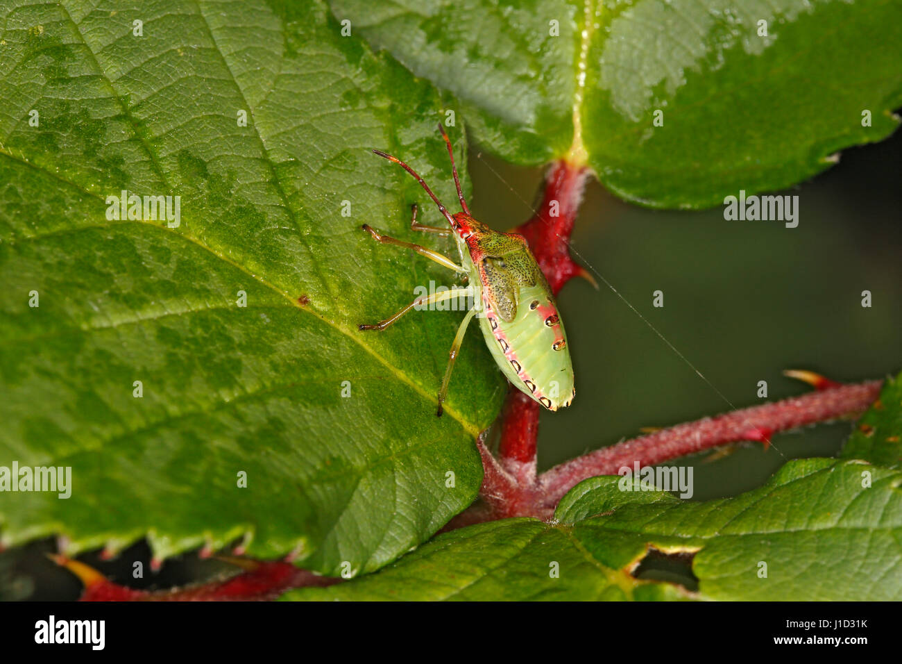 Hawthorn Shieldbug (Acanthosoma haemorrhoidale) nymph resting on ...
